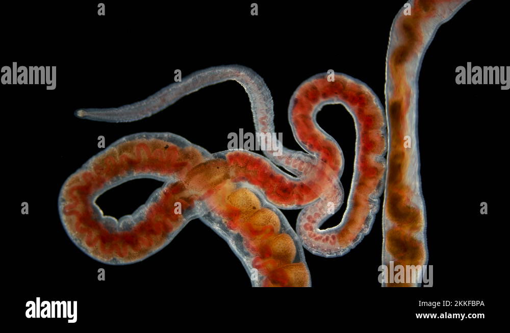worm Oligochaeta Limnodrilus hoffmeisteri or red worm, of the Naididae ...