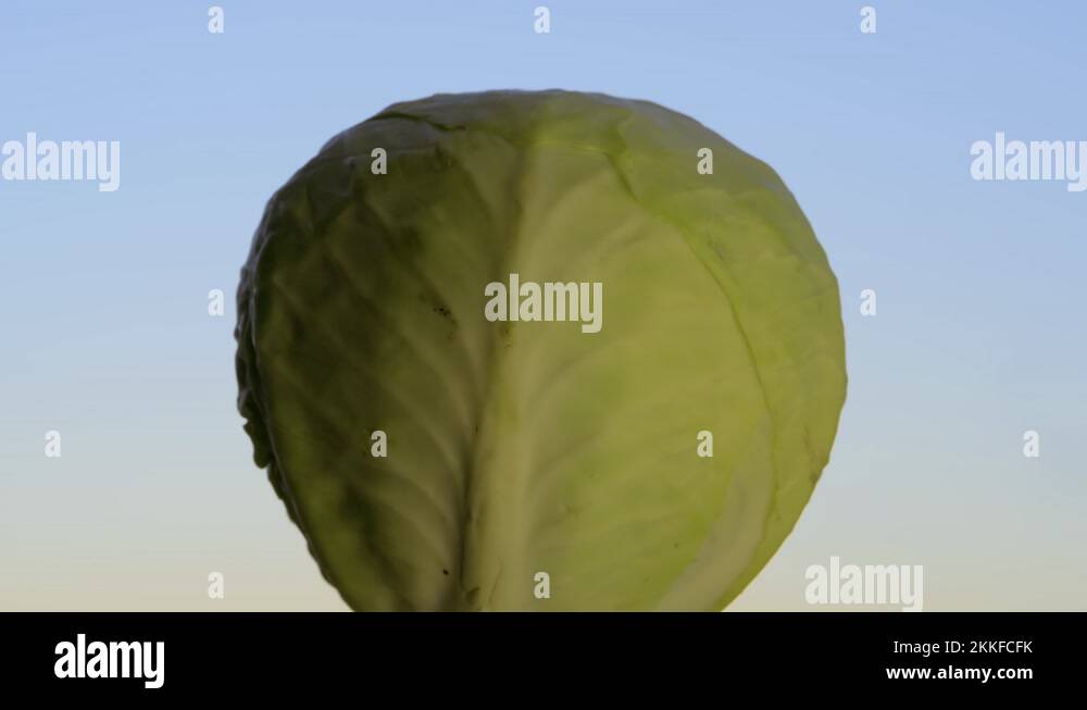 Cabbage circle Stock Videos & Footage - HD and 4K Video Clips - Alamy