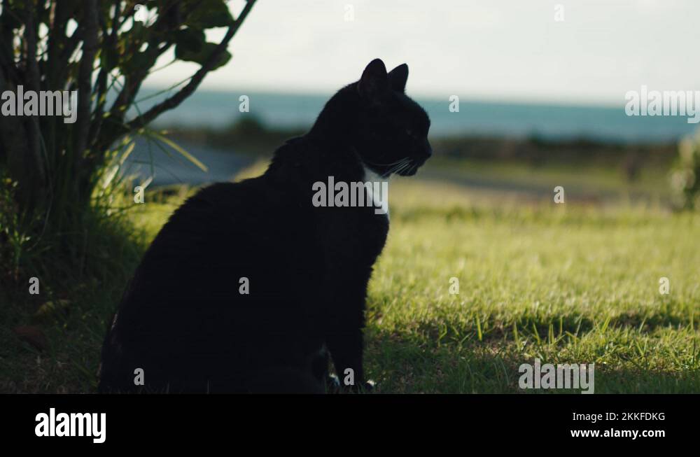 Cat shadow domestic Stock Videos & Footage - HD and 4K Video Clips - Alamy