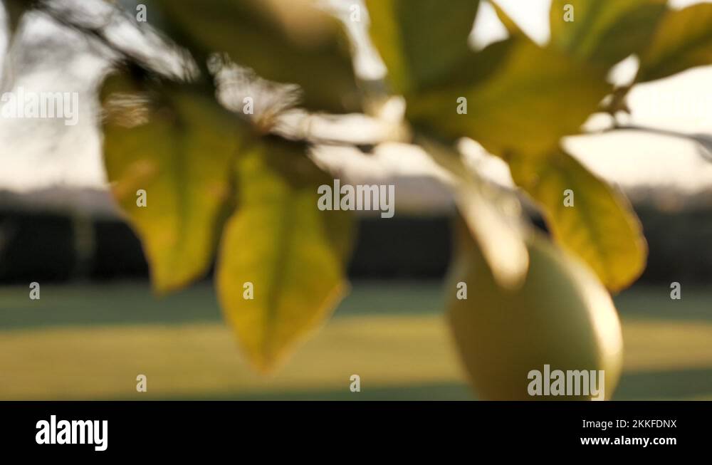 Climate change fruit Stock Videos & Footage - HD and 4K Video Clips - Alamy