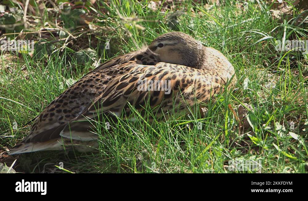 Female sleeping duck Stock Videos & Footage - HD and 4K Video Clips - Alamy