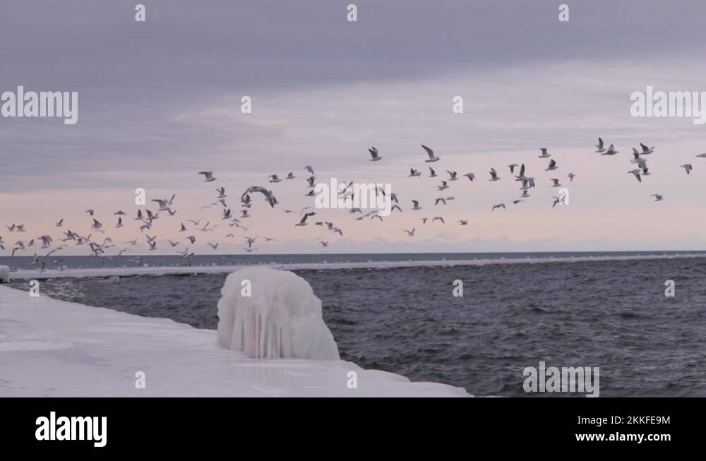 Lake michigan gull Stock Videos & Footage - HD and 4K Video Clips - Alamy