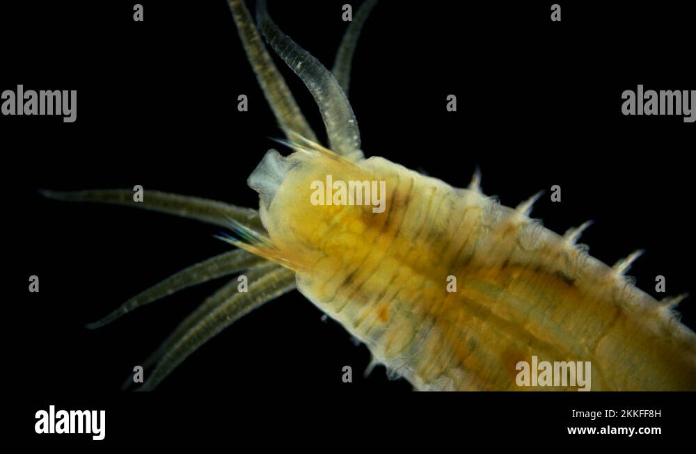 worm Polychaeta Hypania invalida under a microscope, family ...