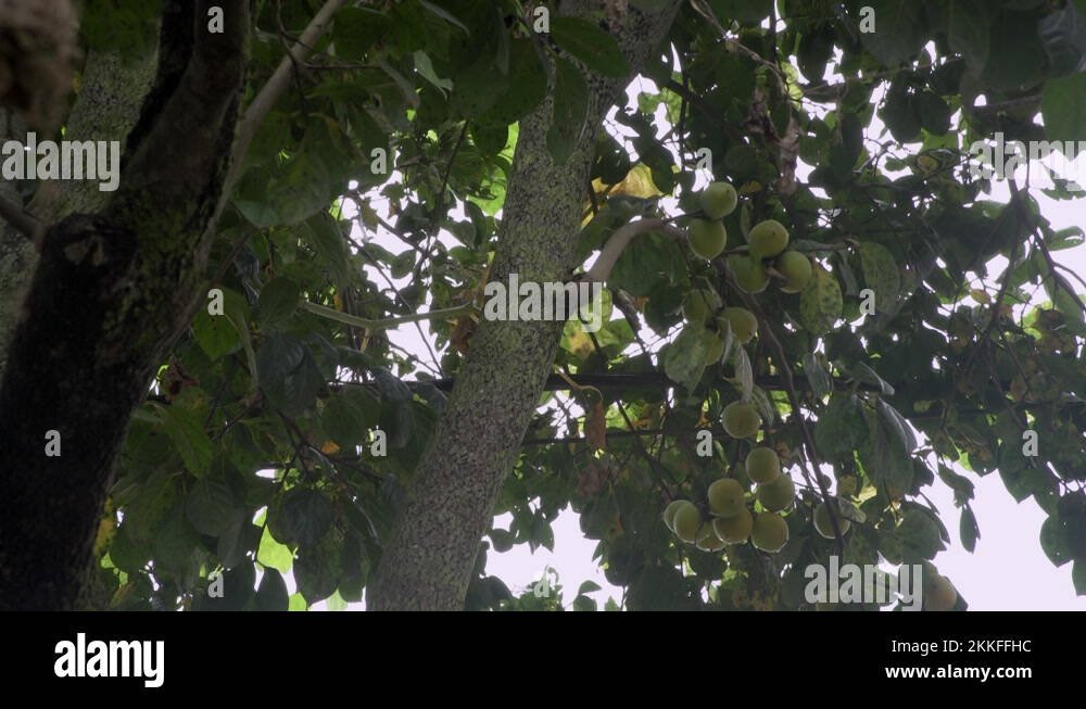 Nepal plant Stock Videos & Footage - HD and 4K Video Clips - Alamy