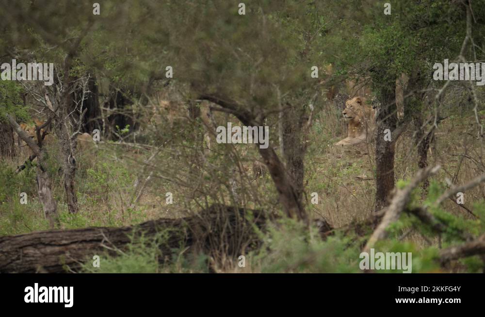 Rare animal sighting Stock Videos & Footage - HD and 4K Video Clips - Alamy