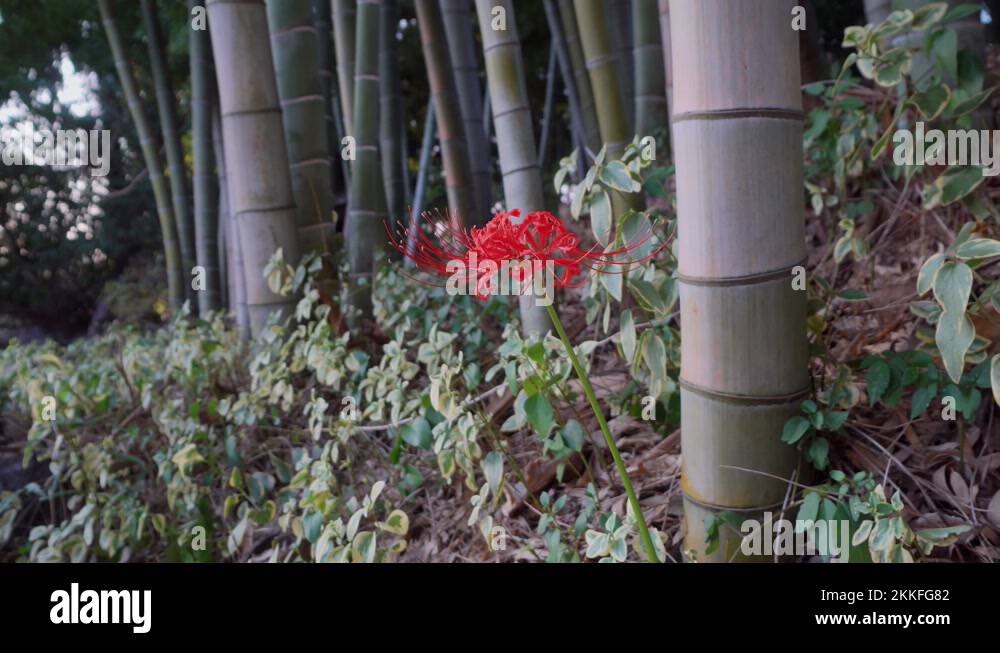 Kyoto temples in spring Stock Videos & Footage - HD and 4K Video Clips ...