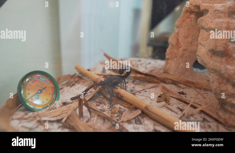 Poisonous scorpion Stock Videos & Footage - HD and 4K Video Clips - Alamy