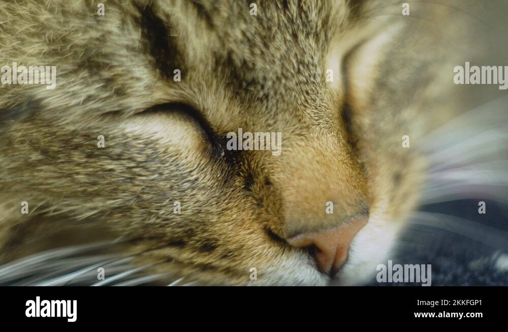 Cat naps Stock Videos & Footage - HD and 4K Video Clips - Alamy