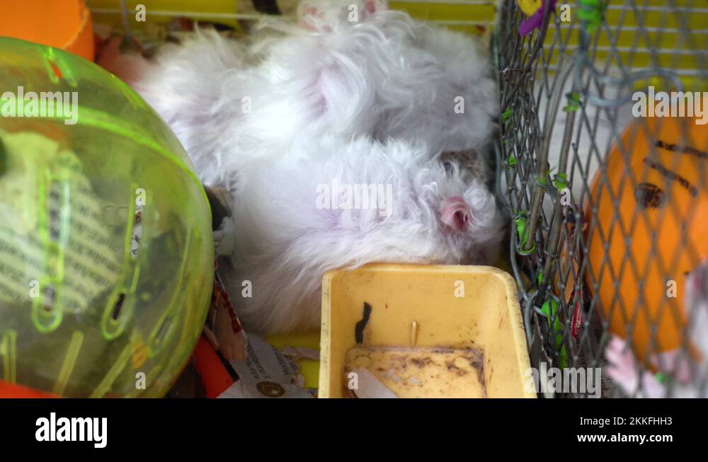 Cage falling Stock Videos & Footage - HD and 4K Video Clips - Alamy