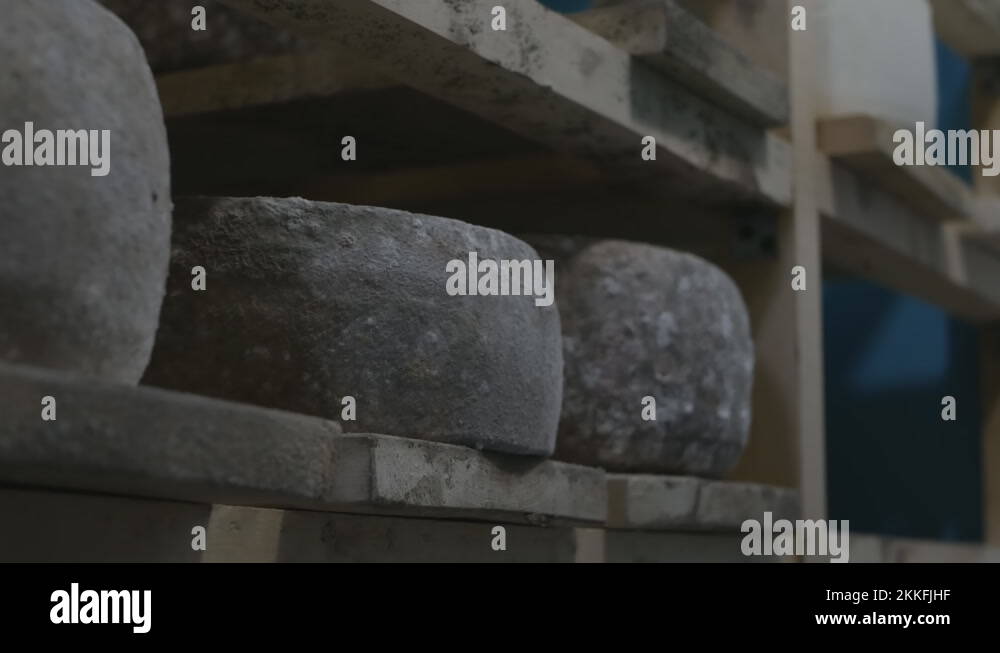 many circles of moldy hard cheese in the ripening chamber on the ...