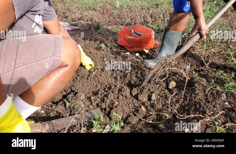 Black African American Caribbean workers digging field and reaping ...