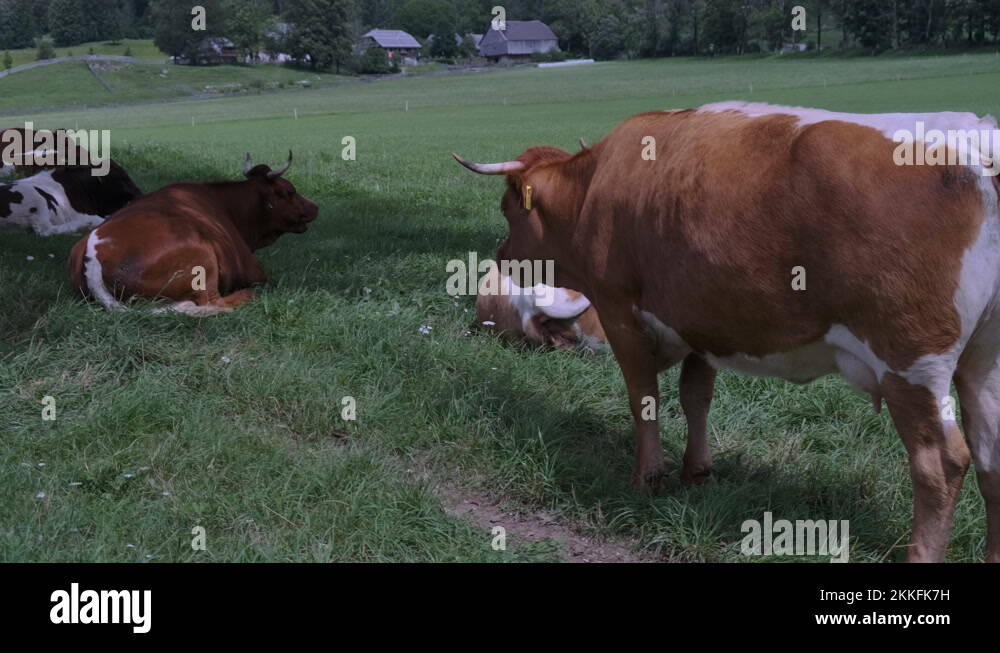 Native beef cattle Stock Videos & Footage - HD and 4K Video Clips - Alamy