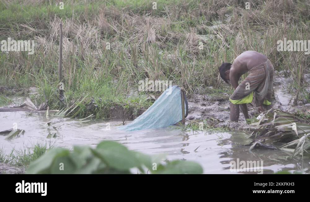 Bangladeshi village boy is filtering water through net to catch fish ...