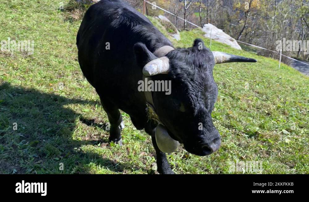 Black Cow Eringer walks across the meadow and sticks out her tongue ...