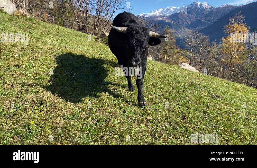 Black Eringer cow walks comfortably through a sunny meadow and causes ...