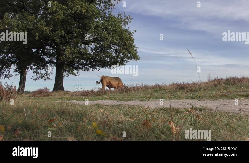 Tail of cattle Stock Videos & Footage - HD and 4K Video Clips - Alamy