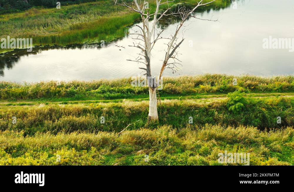 Felling of a tall tree Stock Videos & Footage - HD and 4K Video Clips ...