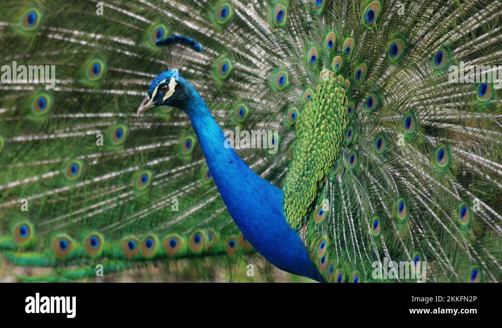 Peacock display feathers Stock Videos & Footage - HD and 4K Video Clips ...