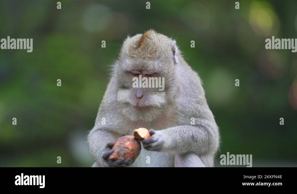 Monkey lips Stock Videos & Footage - HD and 4K Video Clips - Alamy