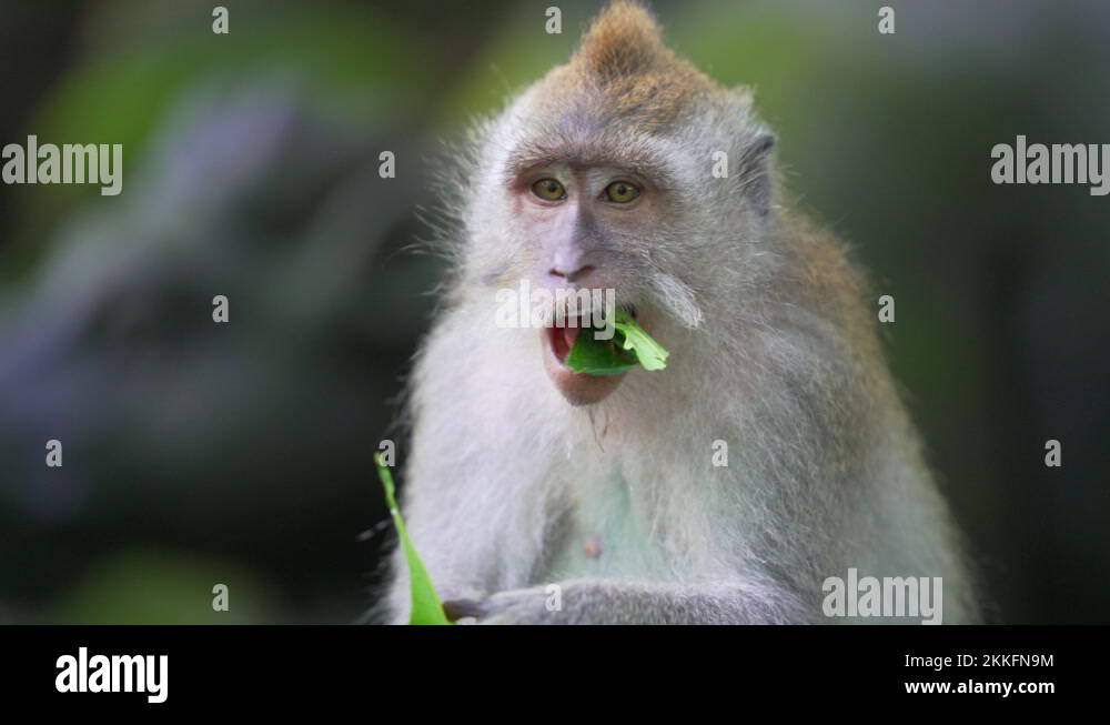 Monkey chewing Stock Videos & Footage - HD and 4K Video Clips - Alamy