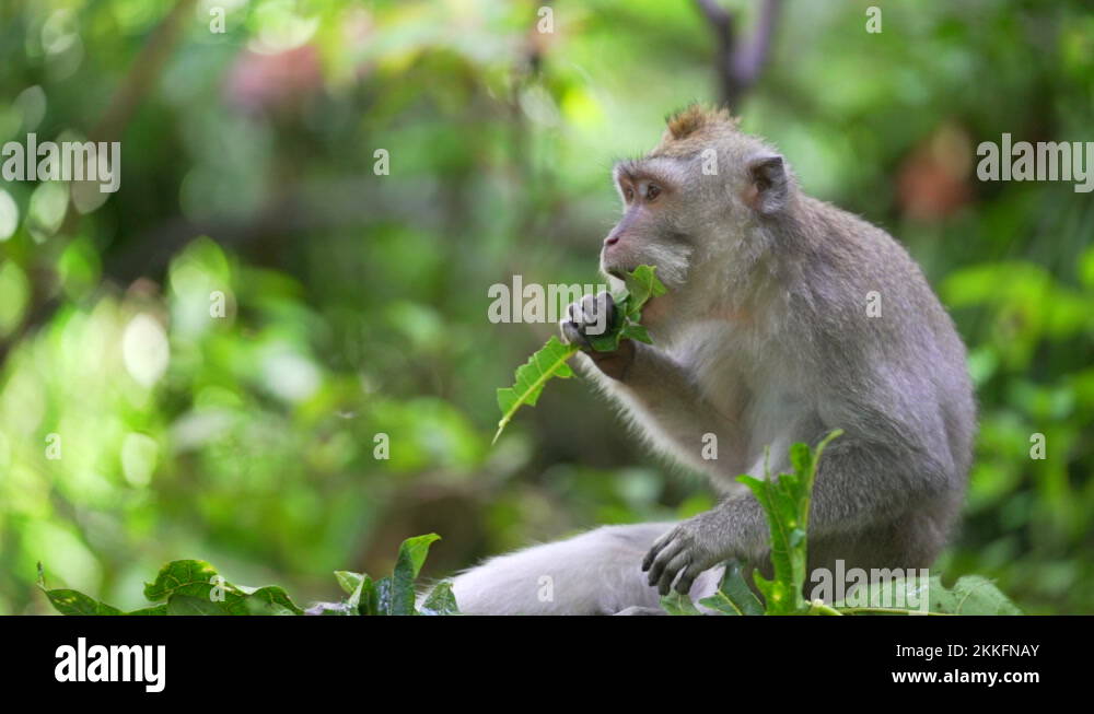 Eating monkey forest Stock Videos & Footage - HD and 4K Video Clips - Alamy