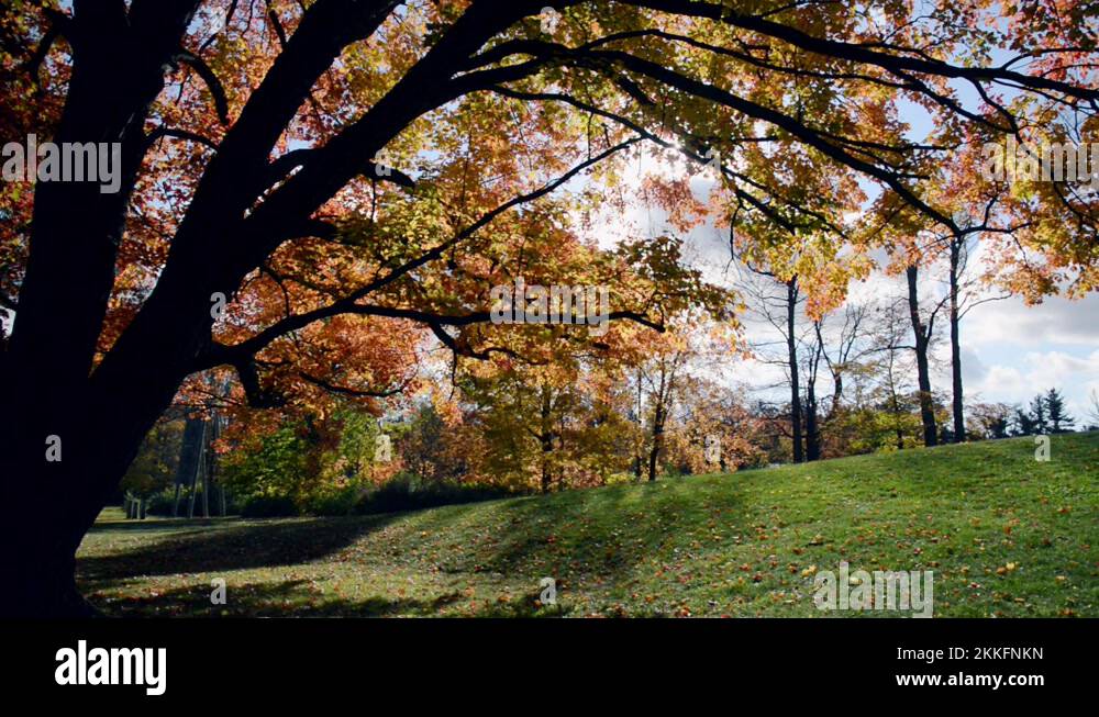 The fall leaf color of a maple tree with the blue sky background Stock ...