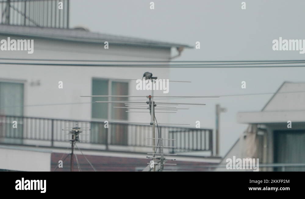 Feather antenna Stock Videos & Footage - HD and 4K Video Clips - Alamy