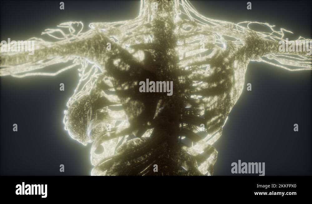Colorful Human Body animation showing bones and organs Stock Video ...