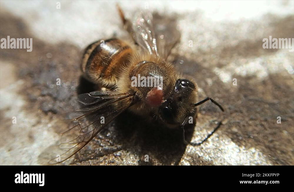 Varroa mite bee Stock Videos & Footage - HD and 4K Video Clips - Alamy