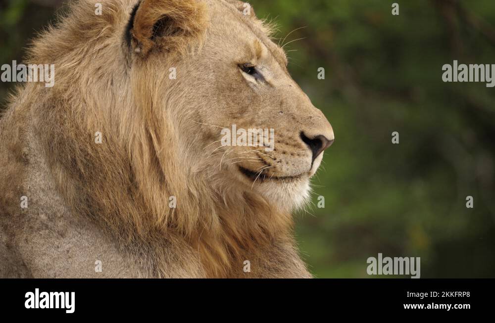 Lion roar dramatic Stock Videos & Footage - HD and 4K Video Clips - Alamy