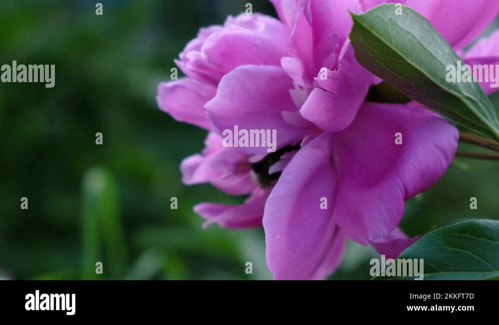 Fat petals Stock Videos & Footage - HD and 4K Video Clips - Alamy