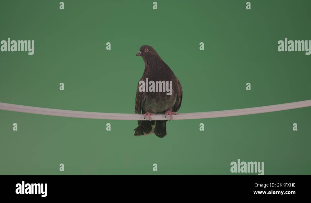 Dove sat down on the branch of the old tree isolated on chromakey ...