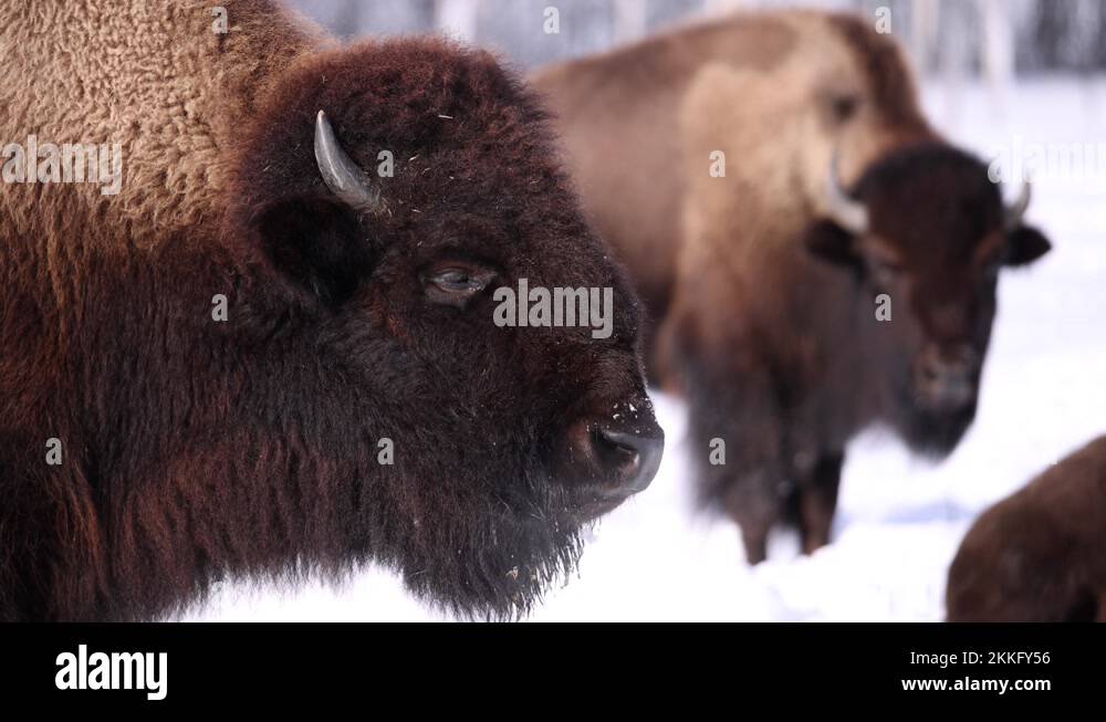 Bison breath breathing Stock Videos & Footage - HD and 4K Video Clips ...
