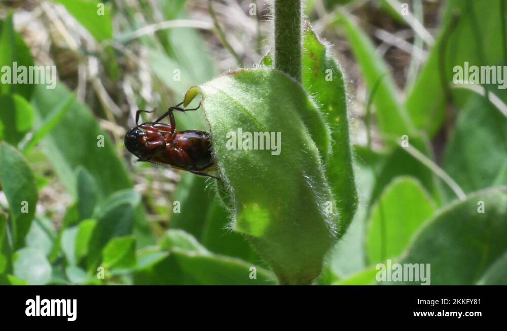 QUEEN WINGED RED ANT CLEN ANTENNAE AND GOES AWAY Stock Video Footage ...