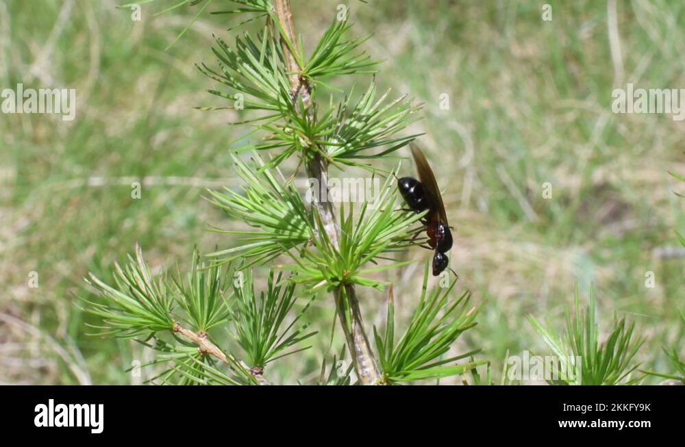 QUEEN WINGED RED ANT ON LARCH Stock Video Footage - Alamy