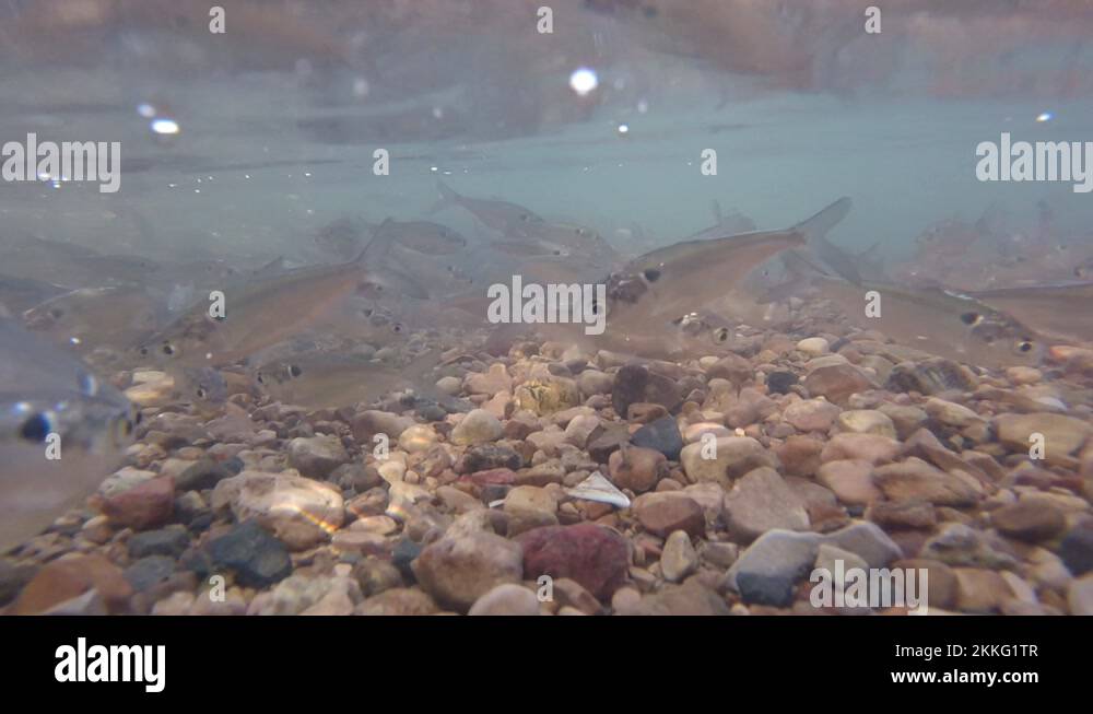 Shad fish underwater Stock Videos & Footage - HD and 4K Video Clips - Alamy