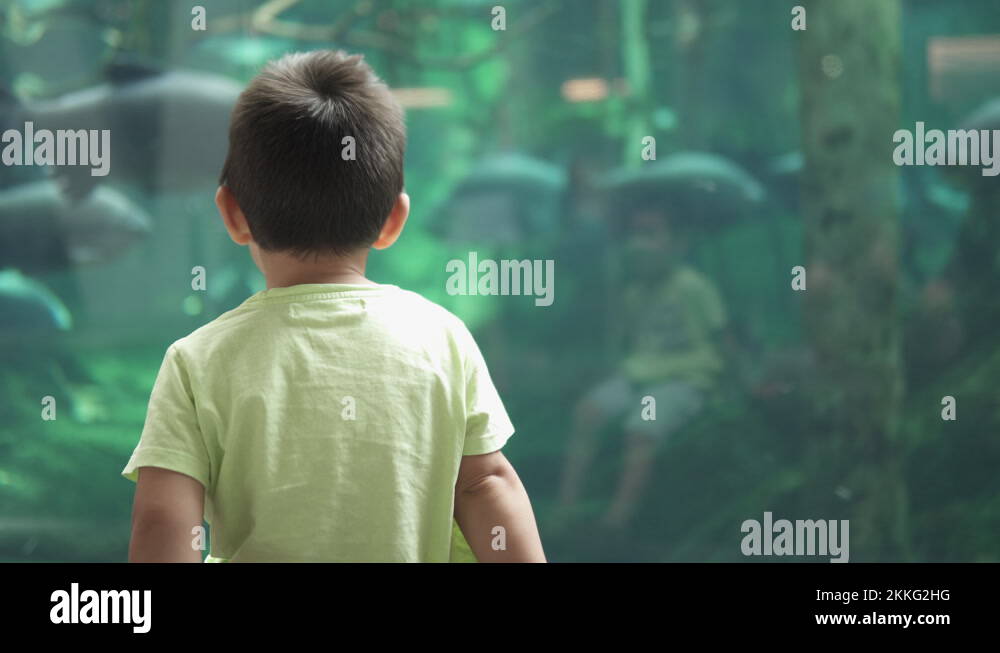 Back view of a little boy watching fish at the aquarium. Kid enjoying ...