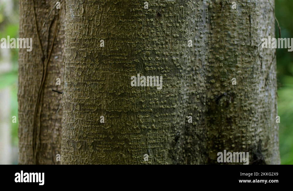 Bulging Tree Bark Texture with Light and Dark side Stock Video Footage ...
