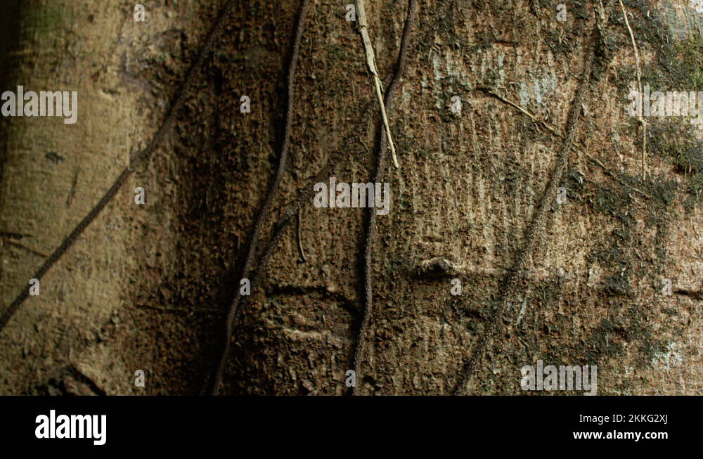 Vines plant texture Stock Videos & Footage - HD and 4K Video Clips - Alamy