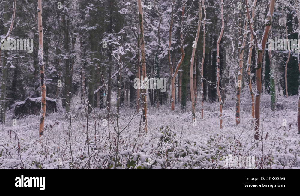 Thin tall trees Stock Videos & Footage - HD and 4K Video Clips - Alamy