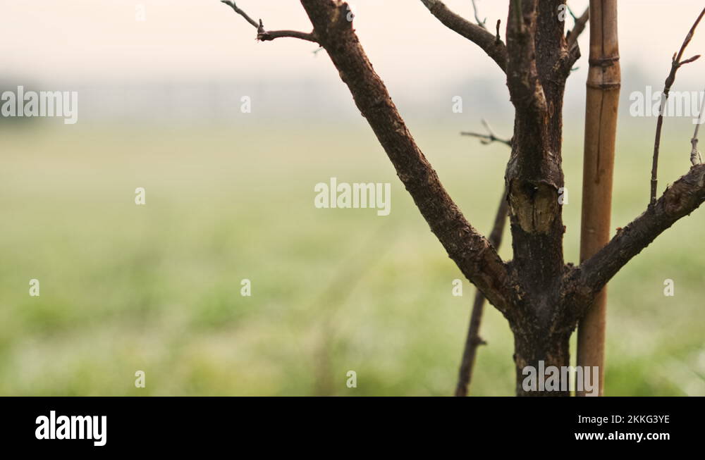 Bamboo trellis Stock Videos & Footage - HD and 4K Video Clips - Alamy