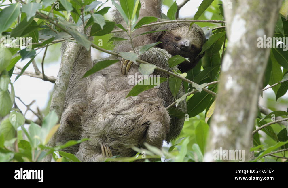Adorable mother and baby Three Toed Sloths caressing each other while ...