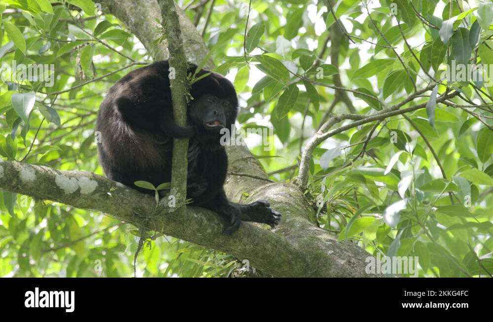 Common Mantled Howler ( Alouatta palliata) resting against branch in ...