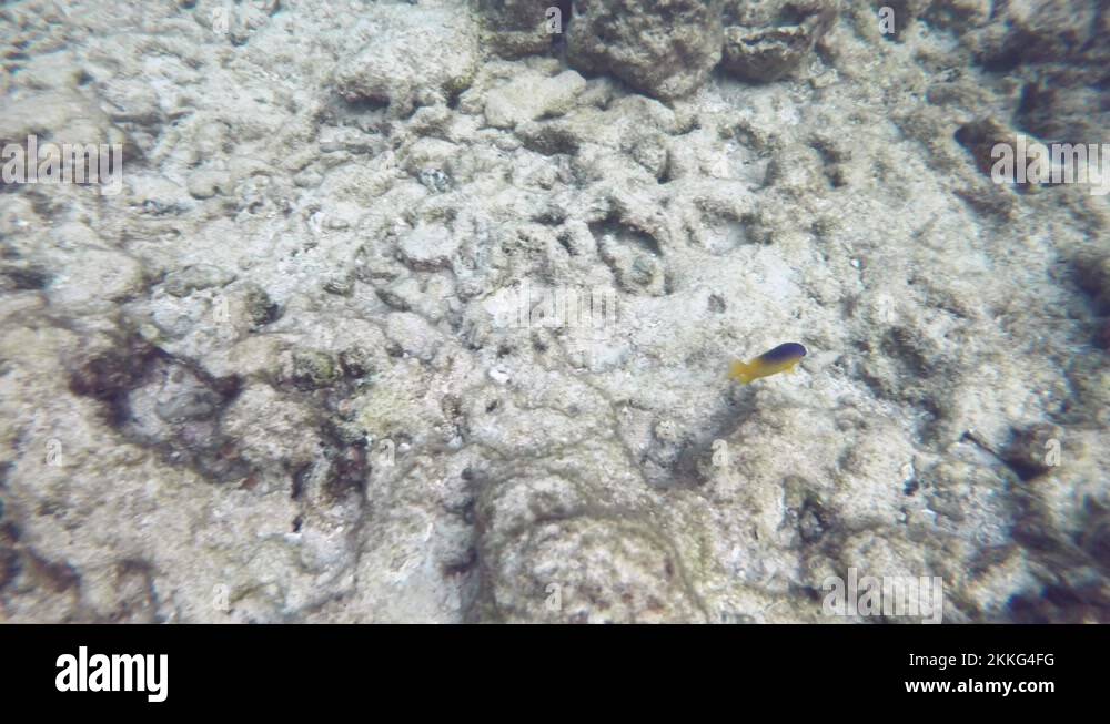 A small blue and yellow fish is seen swimming close to coral reefs and ...