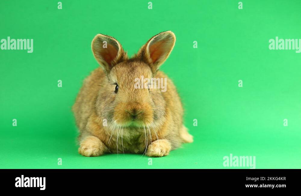 Brown cute fluffy brown rabbit sits on a green background and wiggles ...
