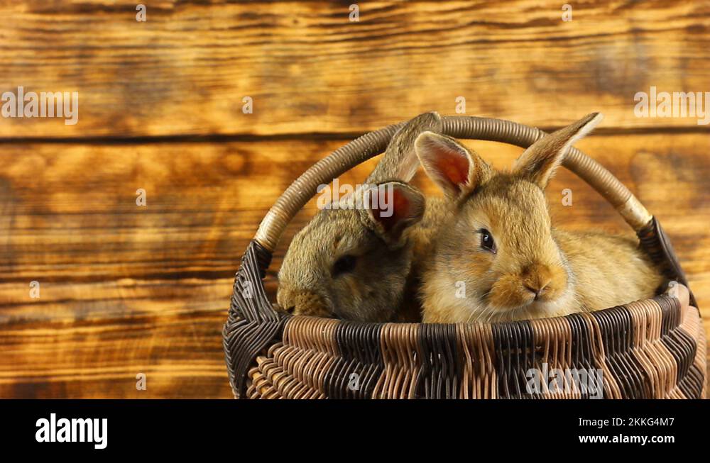 Affectionate bunnies Stock Videos & Footage - HD and 4K Video Clips - Alamy