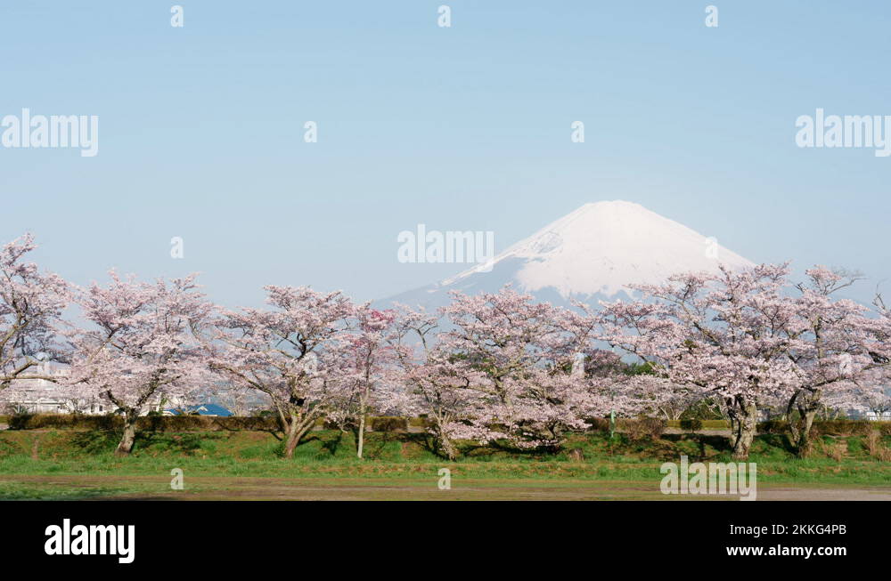 Row cherry trees in Stock Videos & Footage - HD and 4K Video Clips - Alamy