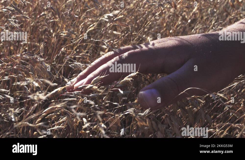 Child cast hand Stock Videos & Footage - HD and 4K Video Clips - Alamy