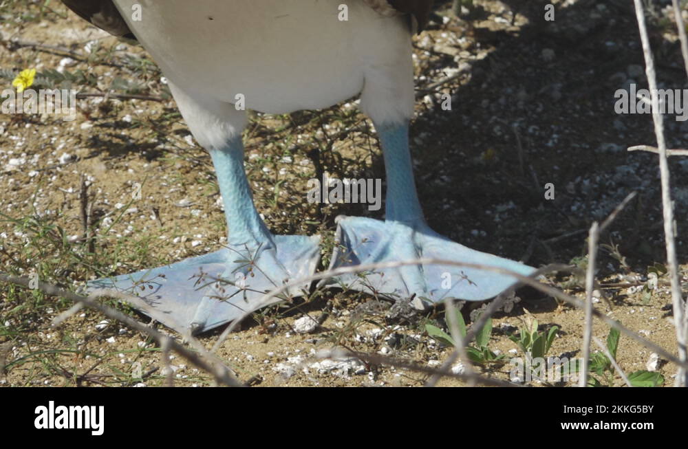 Blue Footed Booby Lifting Bright Feet Doing Mating Dance on San ...