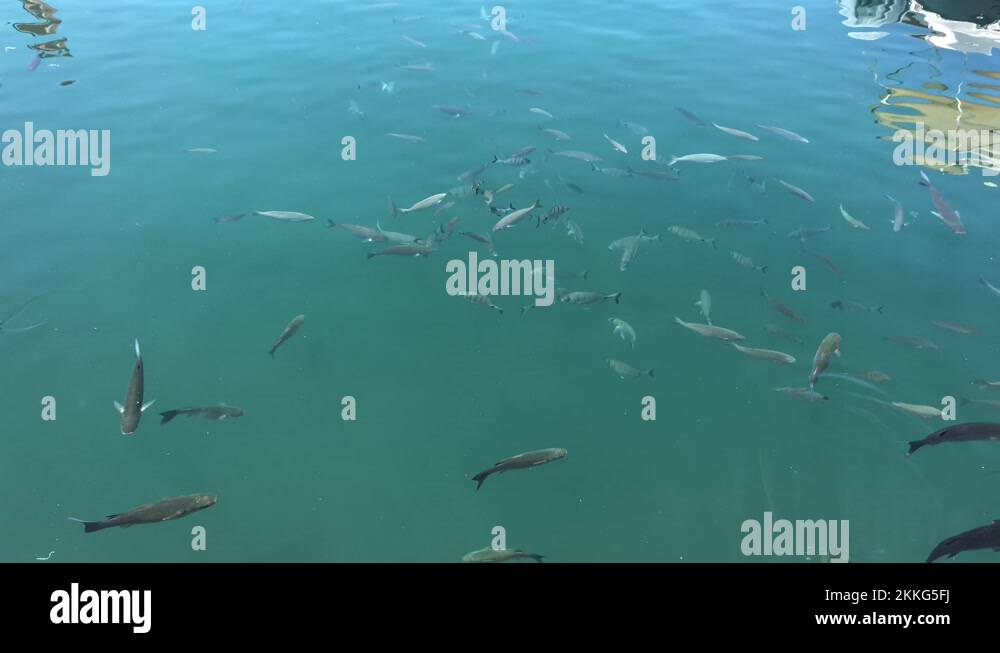 Catfishinthesea Stock Videos & Footage - HD and 4K Video Clips - Alamy